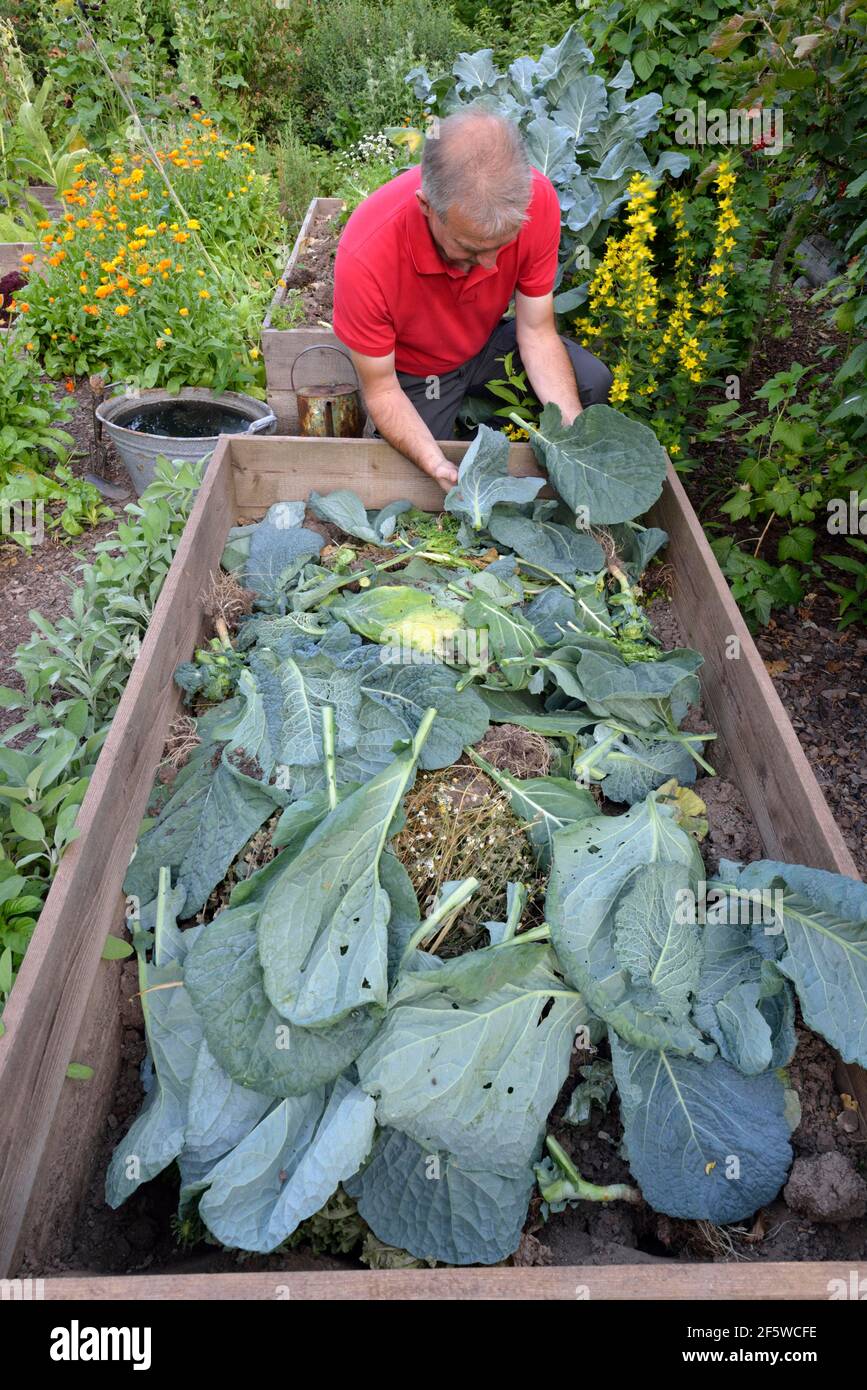 Composting in the frame bed, compost Stock Photo - Alamy