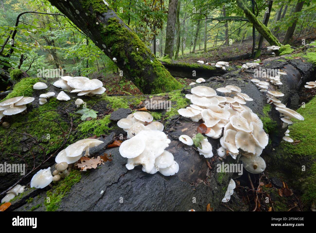 Porcelain fungus (Oudemansiella mucida), ringed slime beetle Stock ...