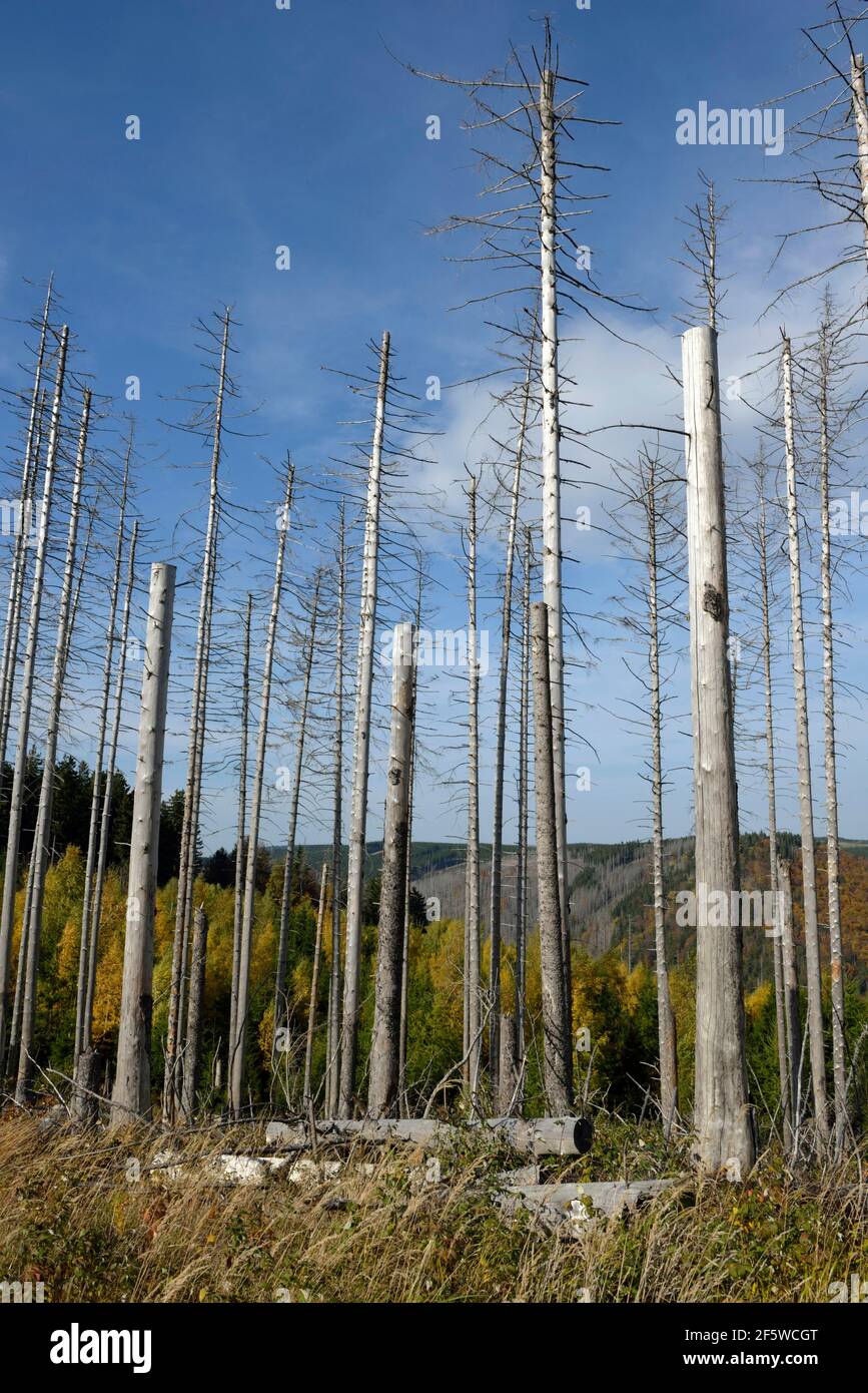 Dead trees (Picea abies), spruce, chunks, resin, Germany Stock Photo - Alamy