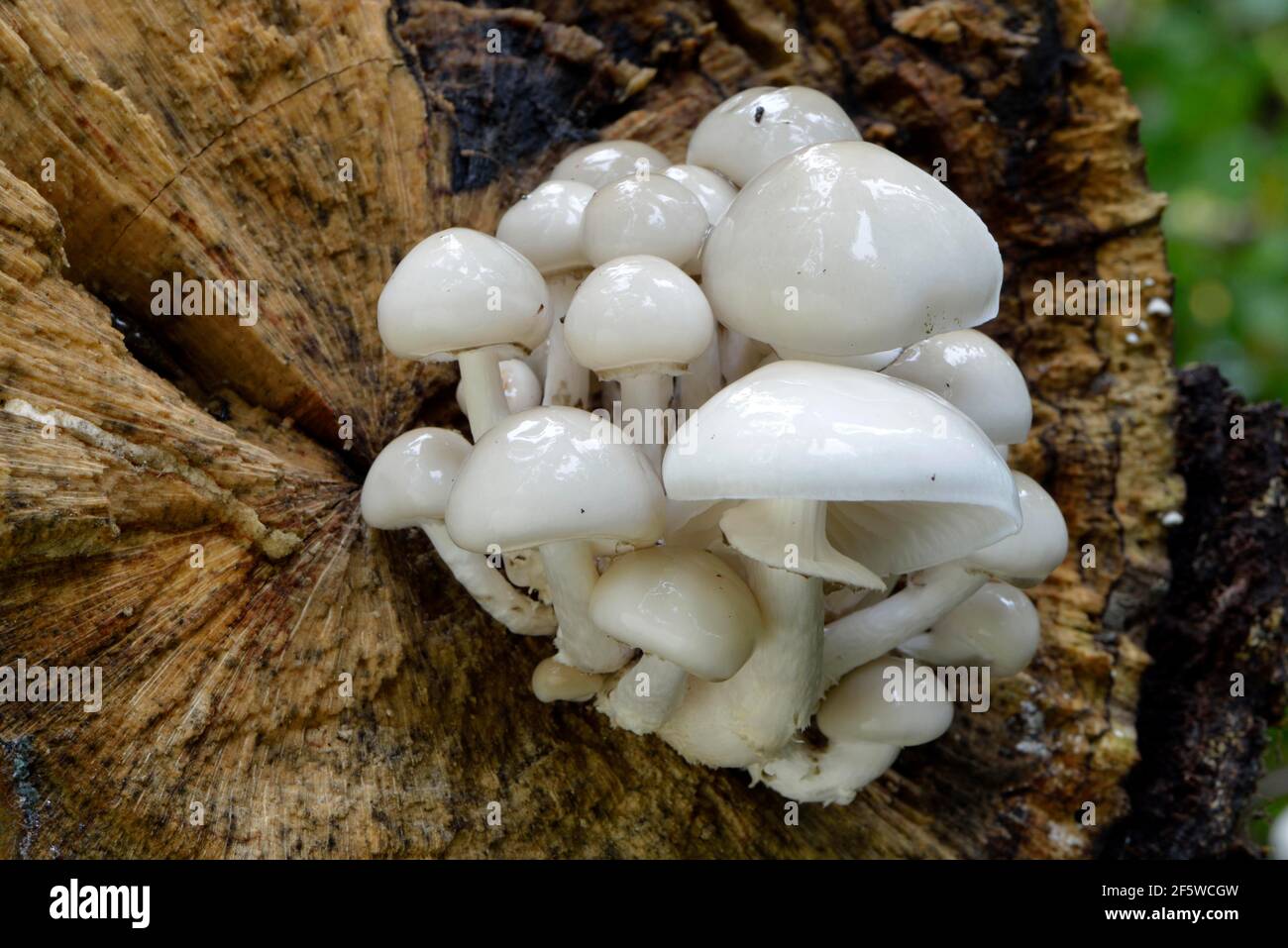 Porcelain fungus (Oudemansiella mucida), ringed slime beetle Stock ...