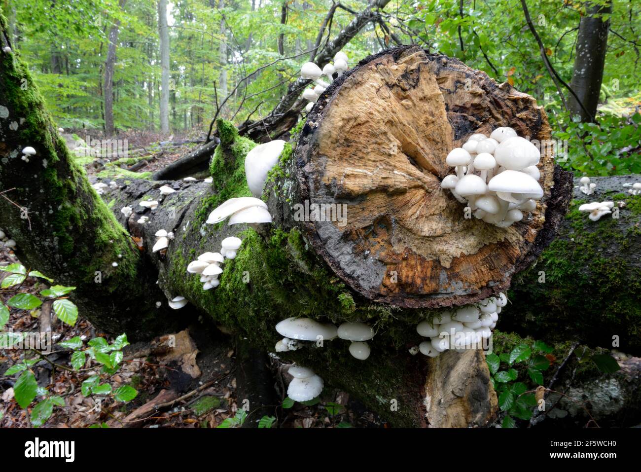 Porcelain fungus (Oudemansiella mucida), ringed slime beetle Stock ...
