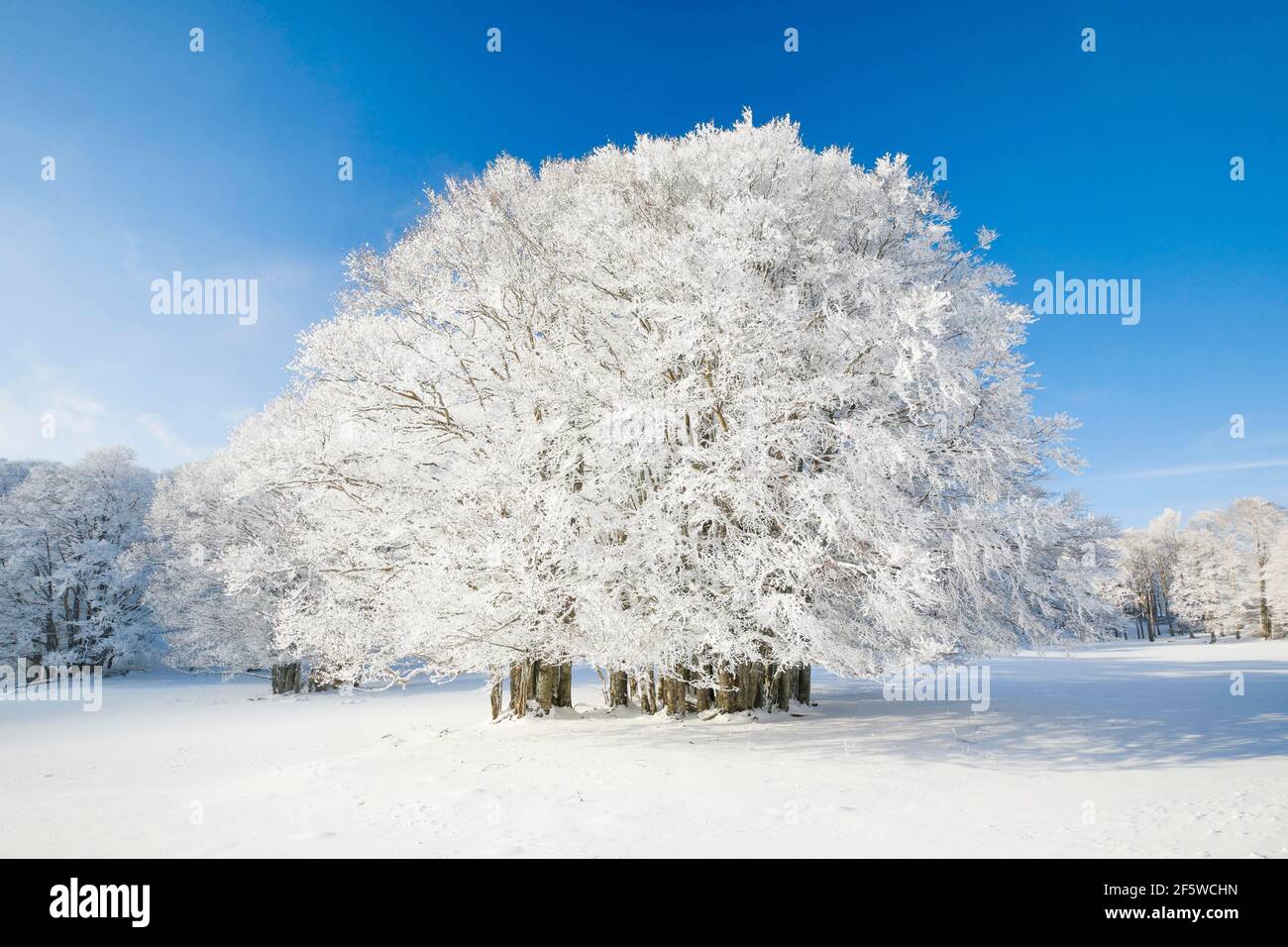 Large beech tree covered with deep snow under blue sky in Neuchatel ...