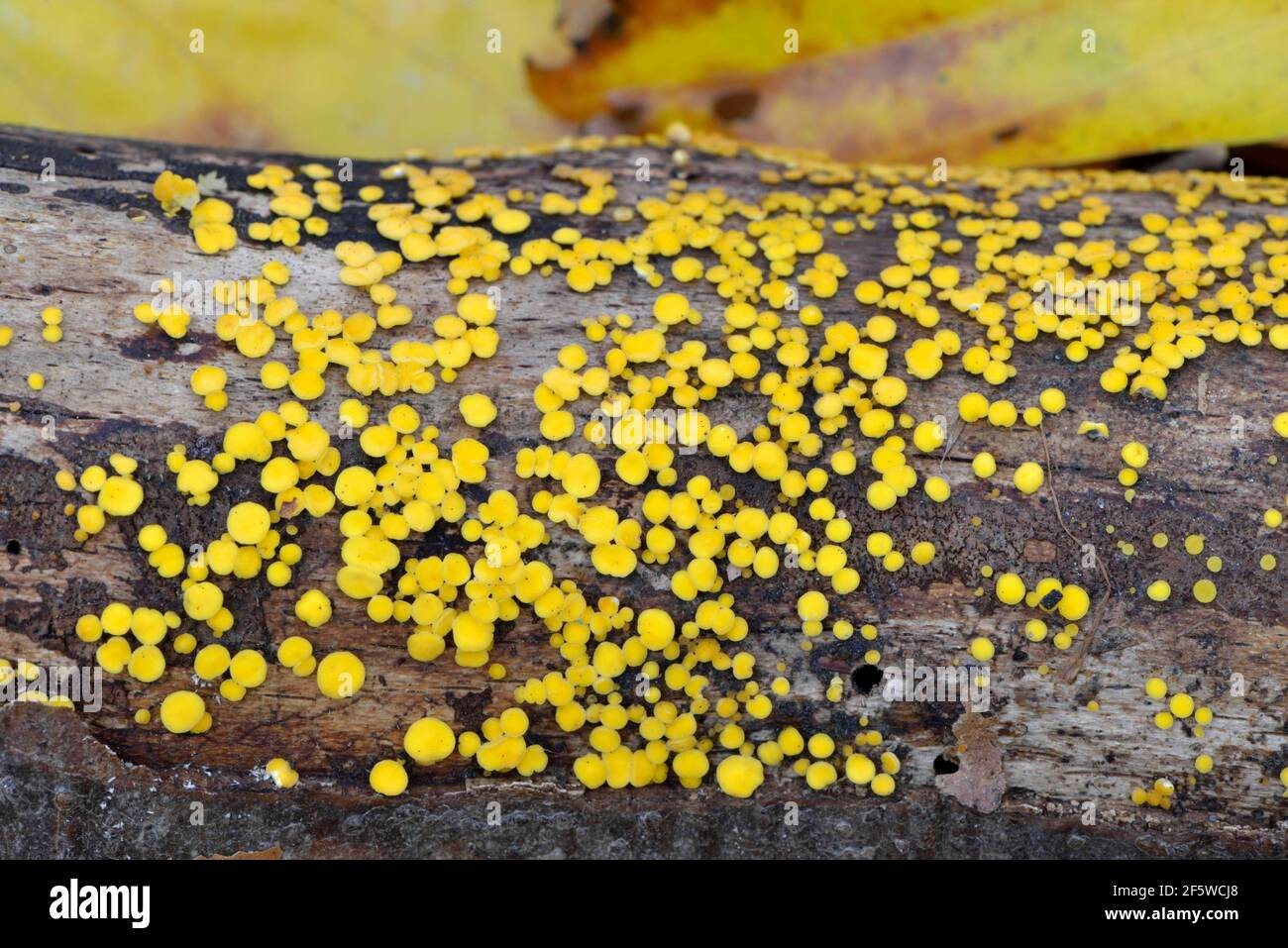 Bisporella citrina hi-res stock photography and images - Alamy