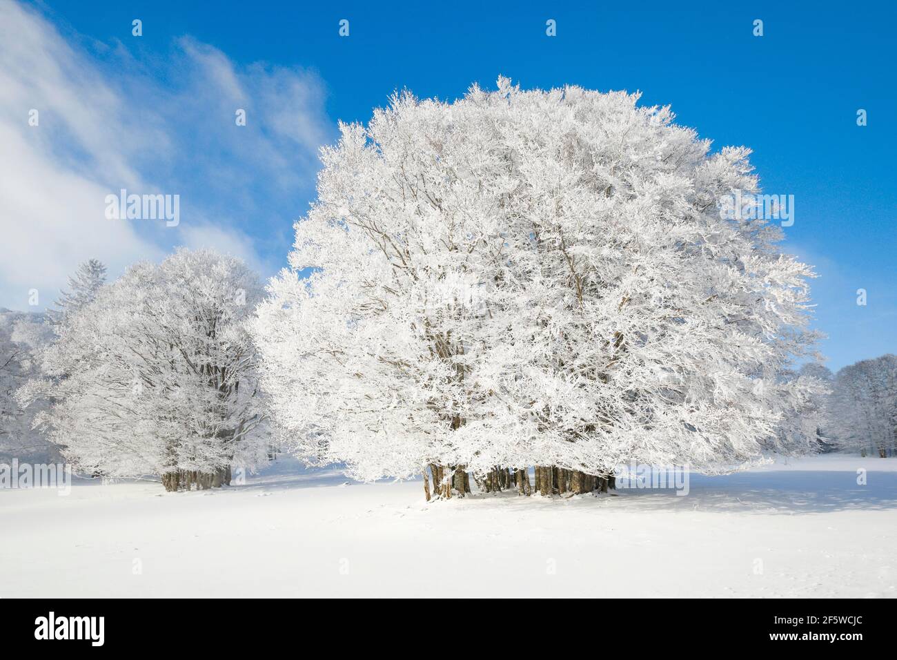 Large beech tree covered with deep snow under blue sky in Neuchatel ...
