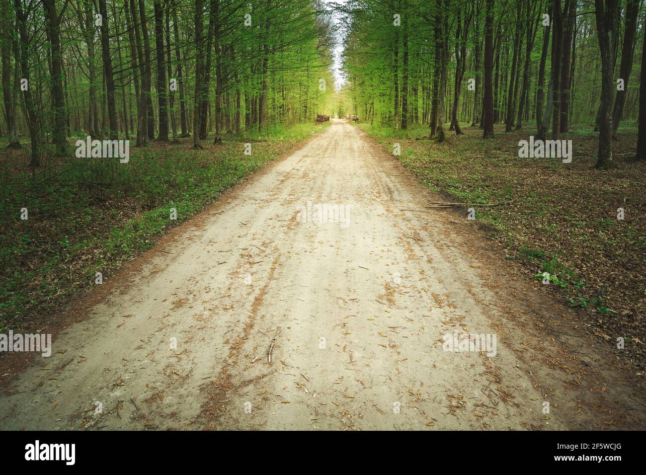 A wide dirt road in a spring green forest Stock Photo - Alamy