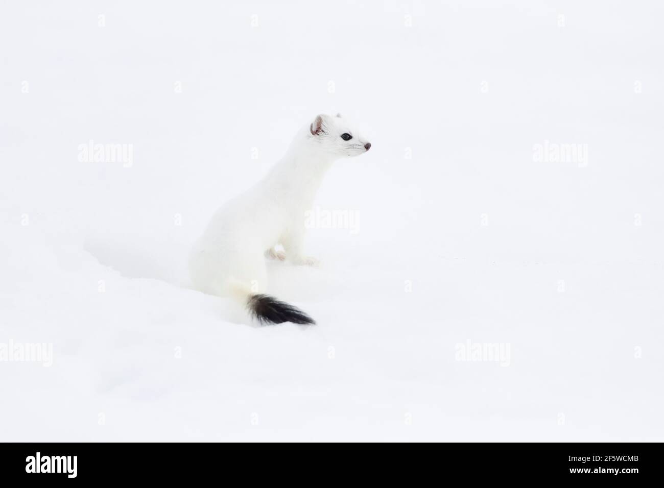 Stoat (Mustela erminea) in winter fur in the snow, Canton Zurich ...