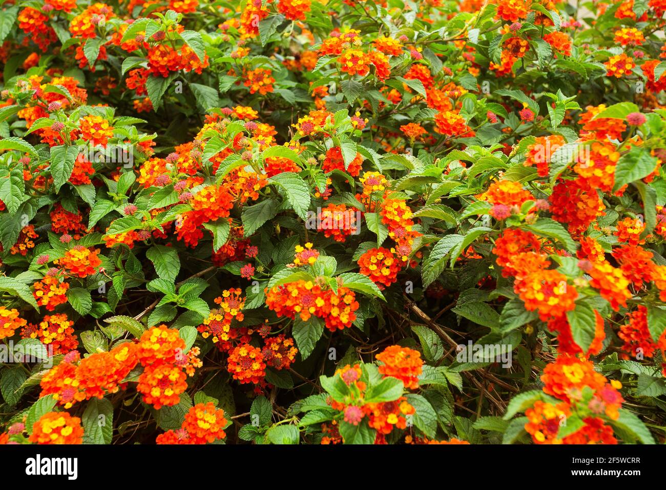 Lantana camara - Beautiful and colorful flowers Stock Photo - Alamy