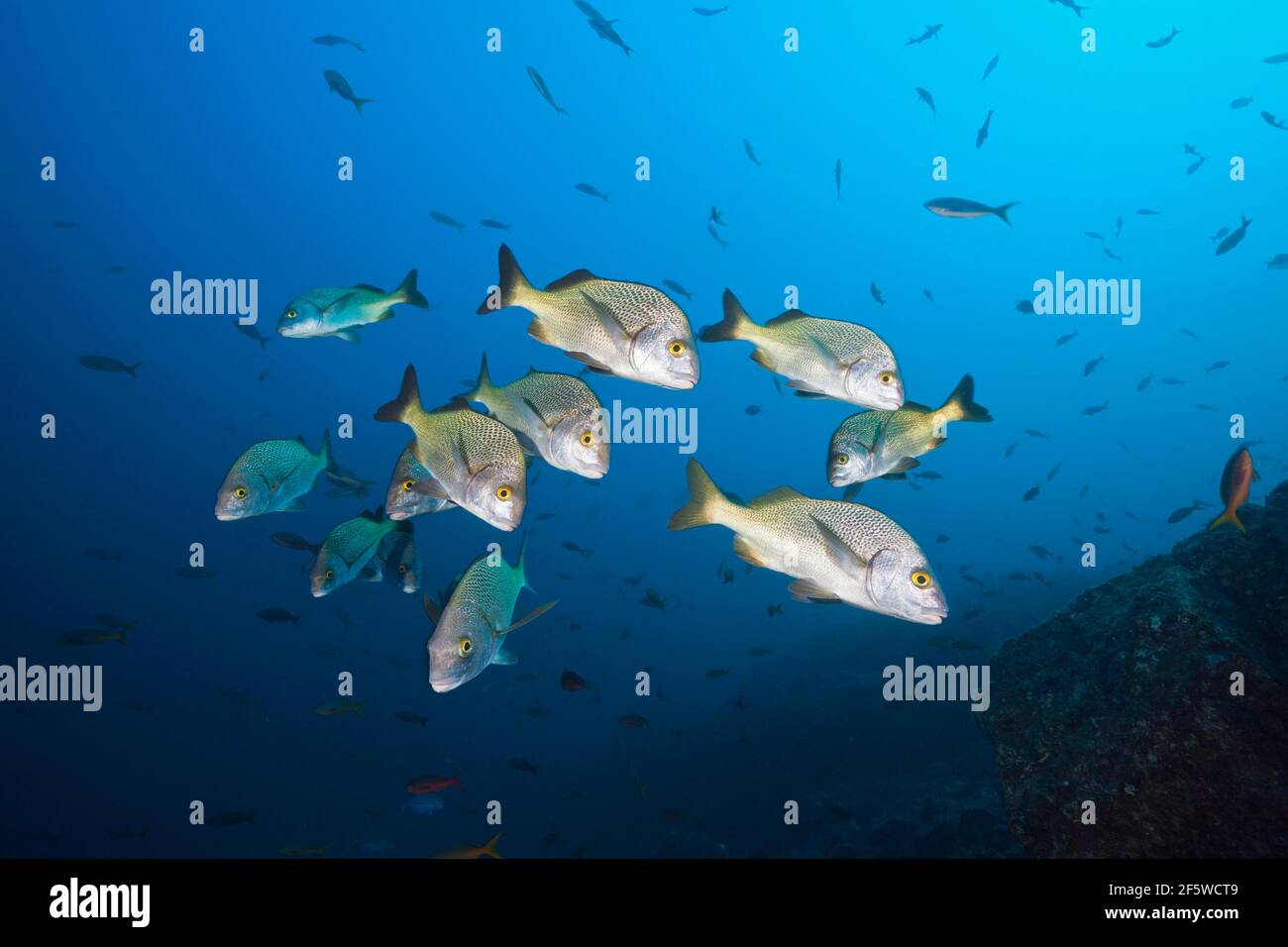 Shoal of yellow tailed grunts hi-res stock photography and images - Alamy