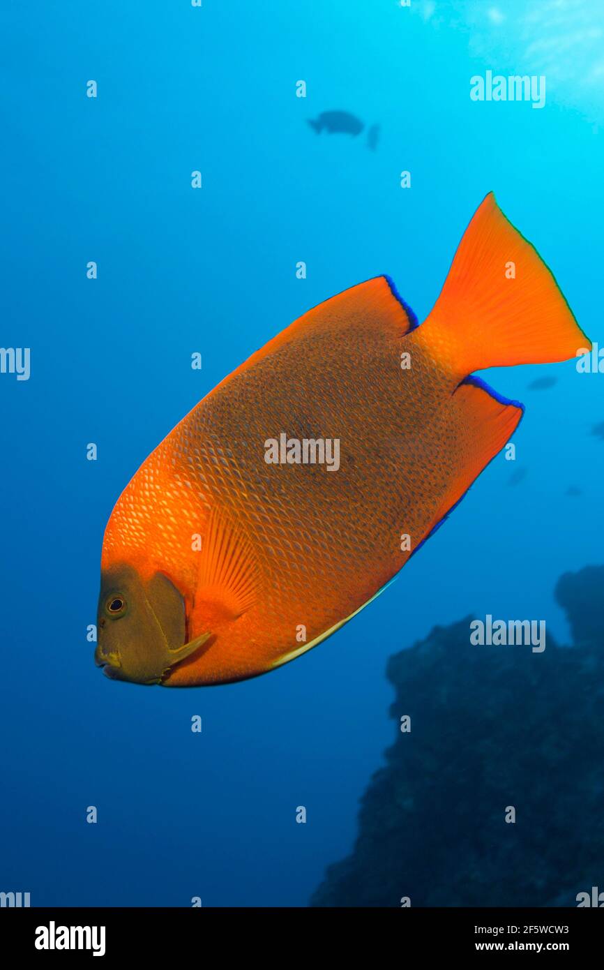 Clarion Angelfish (Holacanthus clarionensis), San Benedicto ...