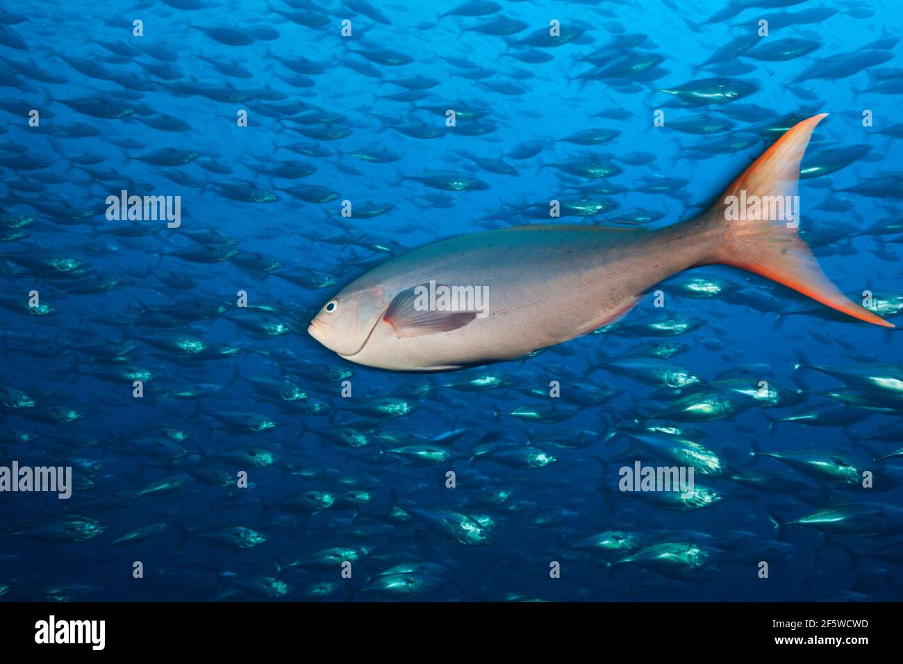 Pacific creolefish (Paranthias colonus), Socorro, Revillagigedo Islands ...