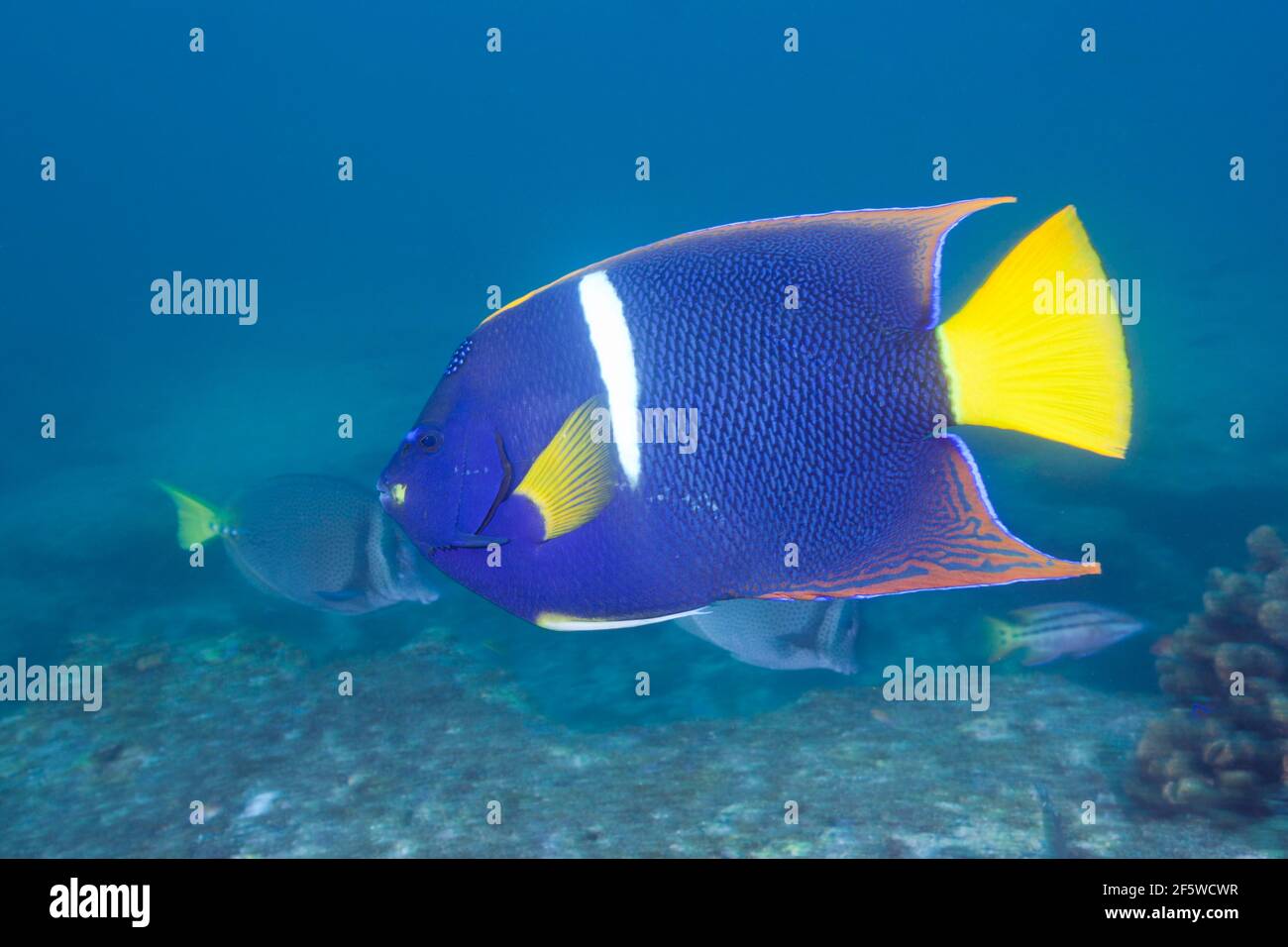 King angelfish, Holocanthus passer, Cabo San Lucas, Baja California Sur ...