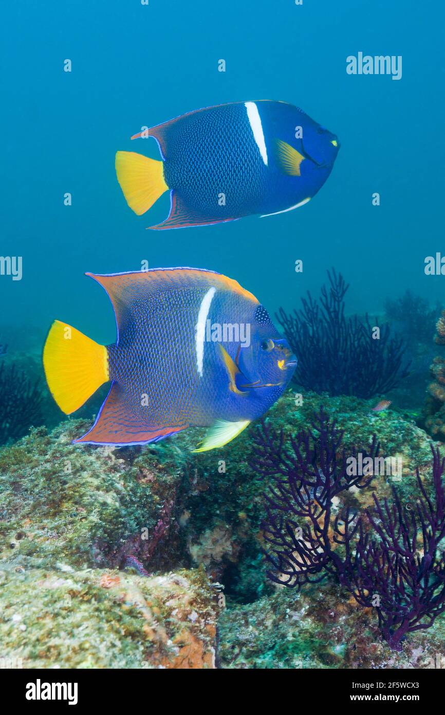 King angelfish, Holocanthus passer, Cabo Pulmo Marine National Park ...