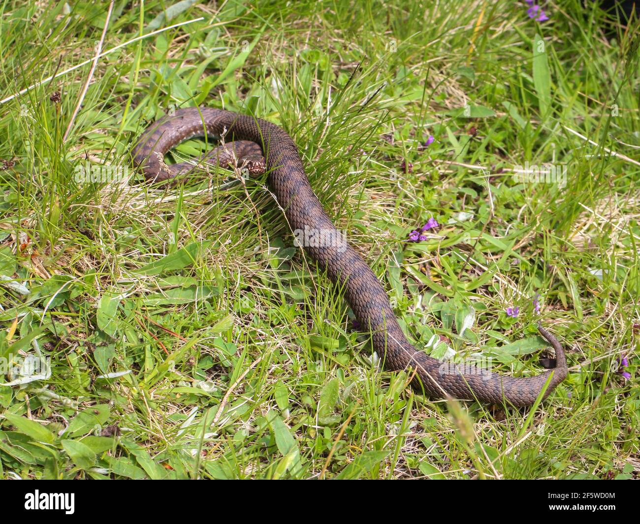 Single female of common European adder (latin name Vipera berus) on Mt ...