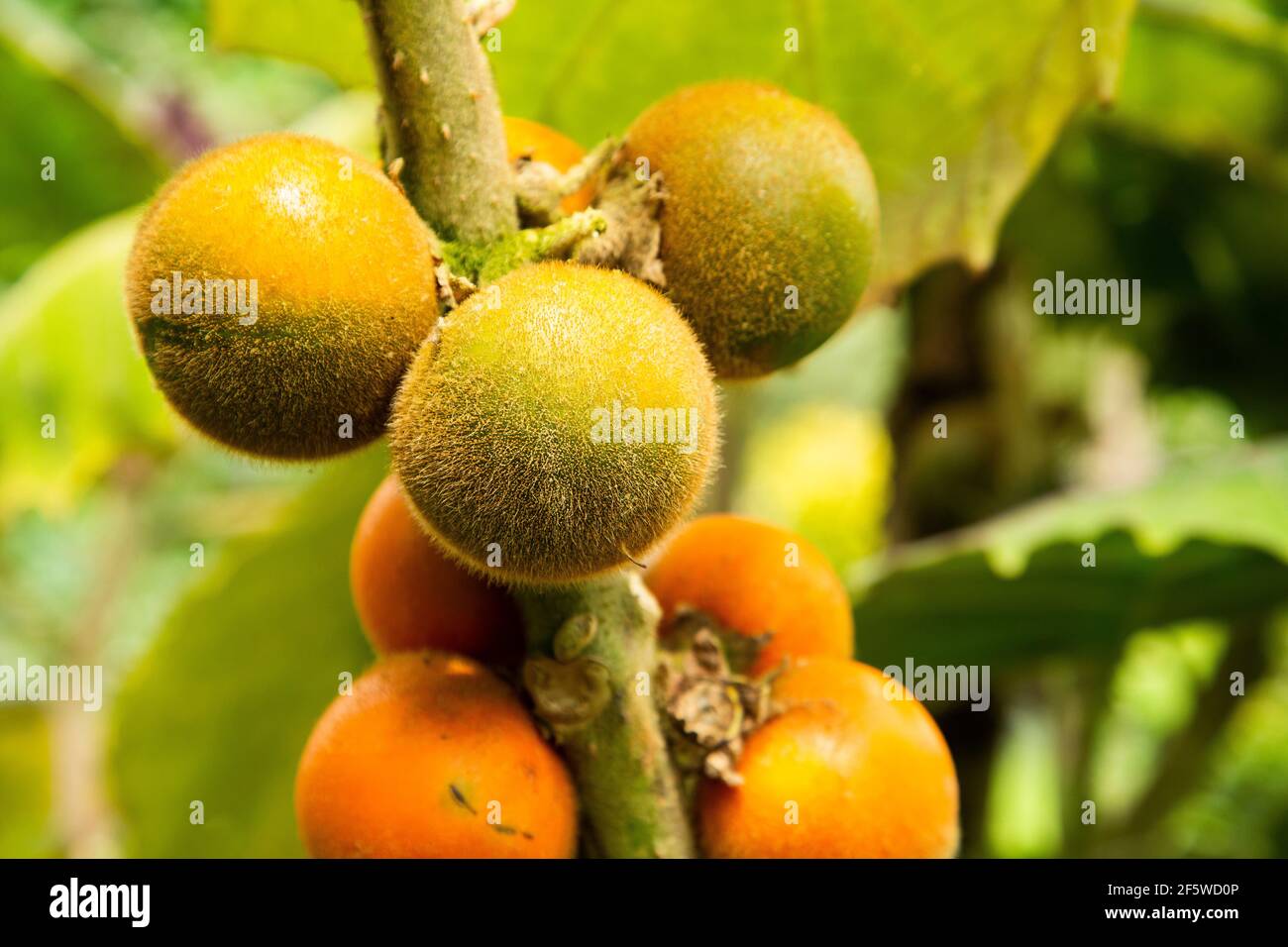 Naranjilla tropical fruit on the tree - Solanum quitoense Stock Photo ...