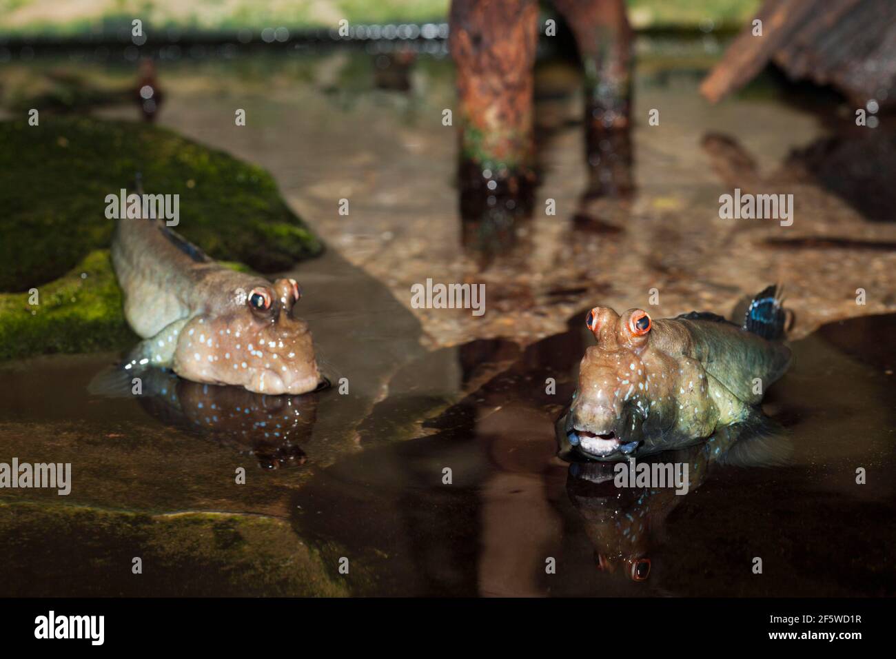 Goby mudskipper hi-res stock photography and images - Alamy