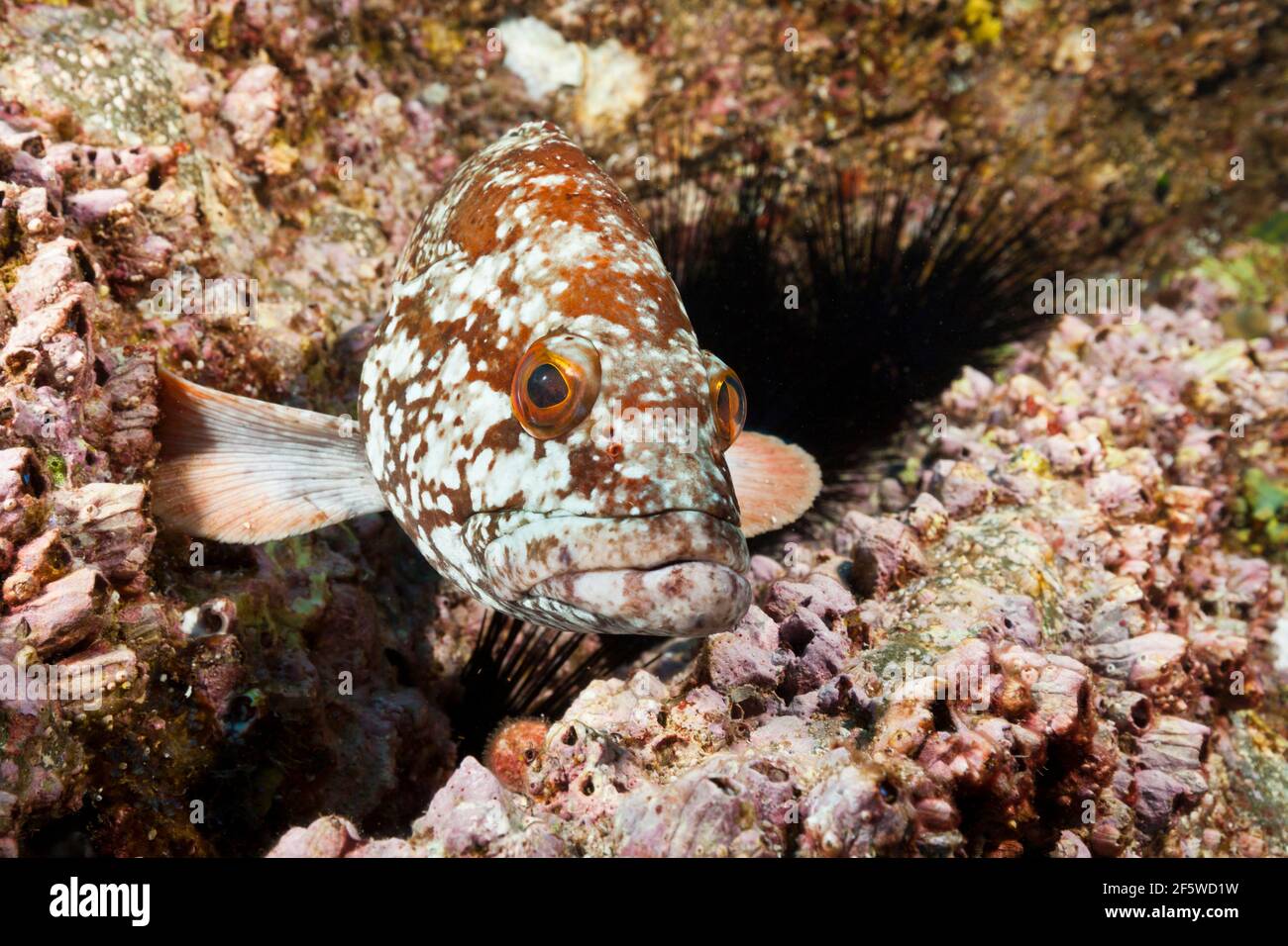 Starry grouper (Epinephelus labriformis), Socorro, Revillagigedo ...