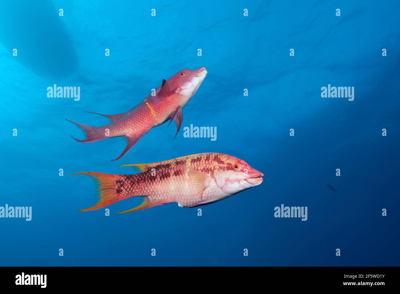 Mexican hogfishes hi-res stock photography and images - Alamy