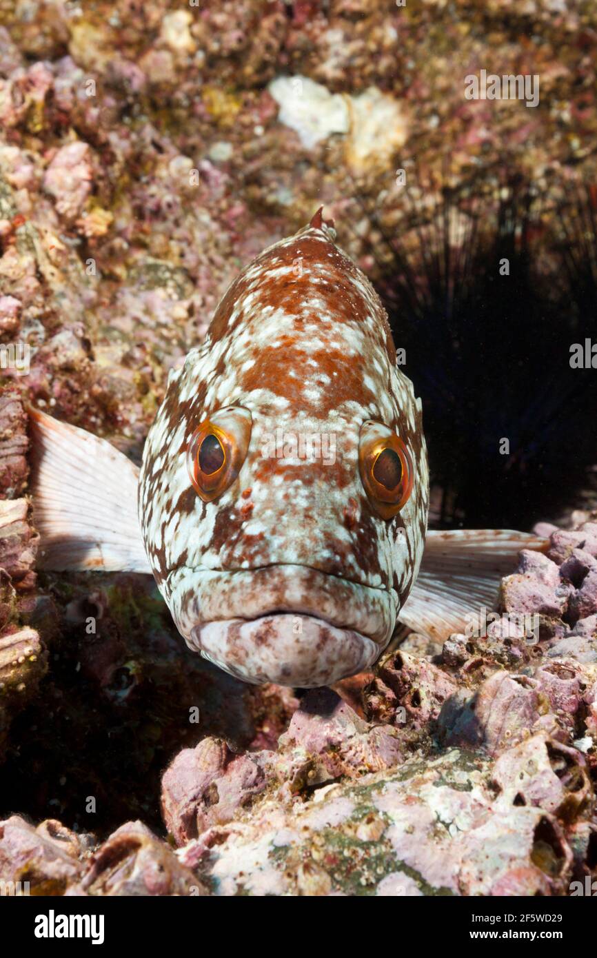 Starry grouper (Epinephelus labriformis), Socorro, Revillagigedo ...