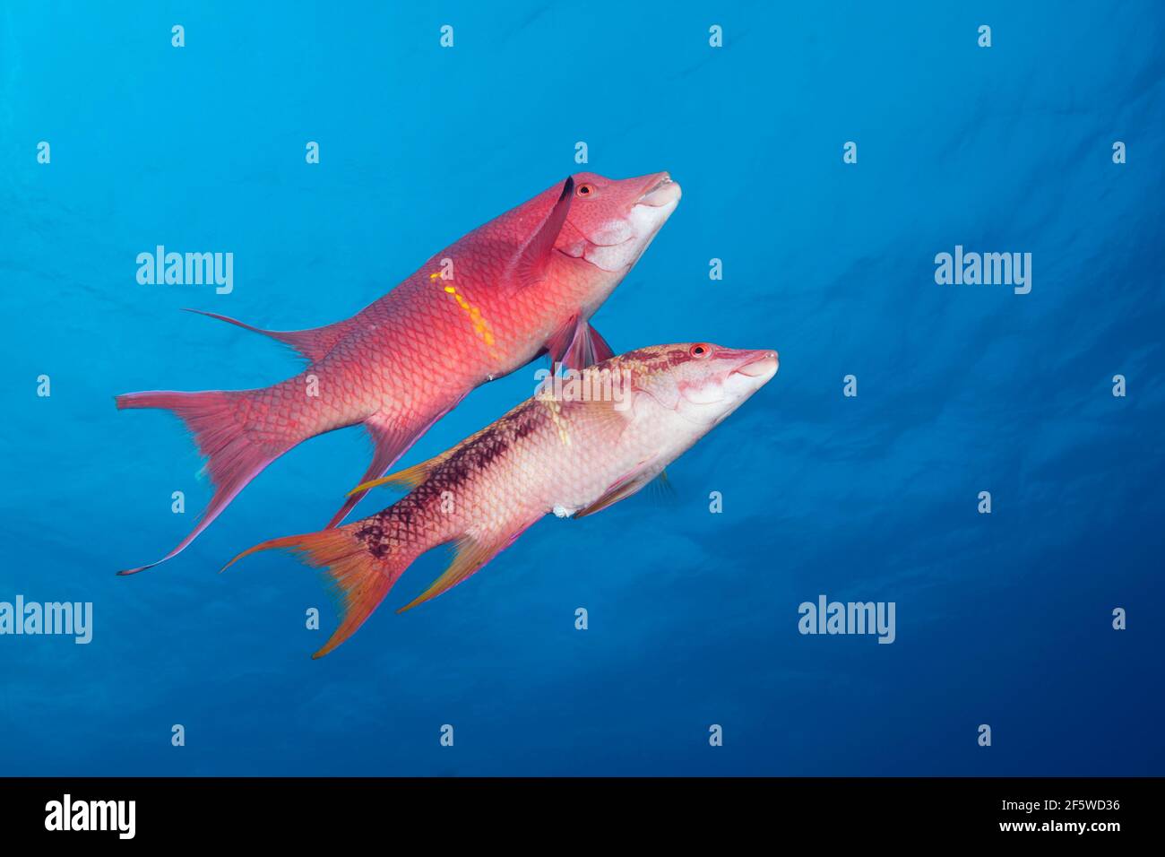 Mexican hogfishes (Bodianus diplotaenia), Socorro, Revillagigedo ...