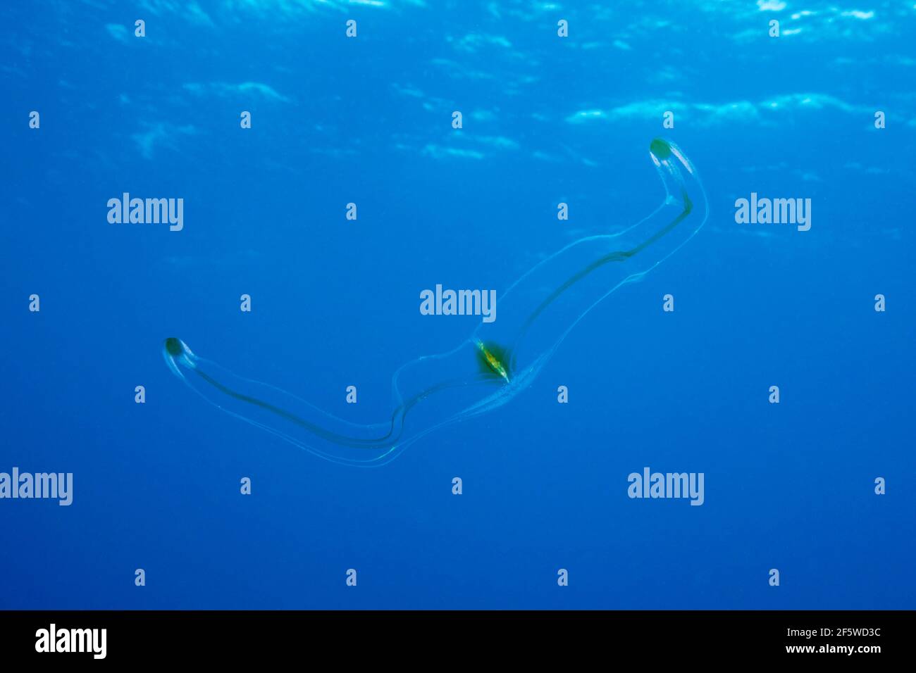 Venus belt ribbed jellyfish, Cestum veneris, Socorro, Revillagigedo ...