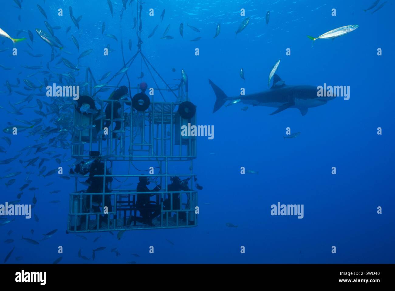 Cage diving with great white shark (Carcharodon carcharias), Guadalupe ...