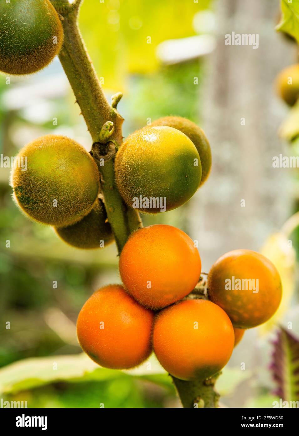 Lulo delicious tropical fruit - Solanum quitoense Stock Photo - Alamy