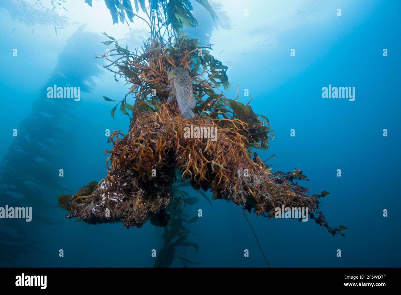 San Benito Island Mexico