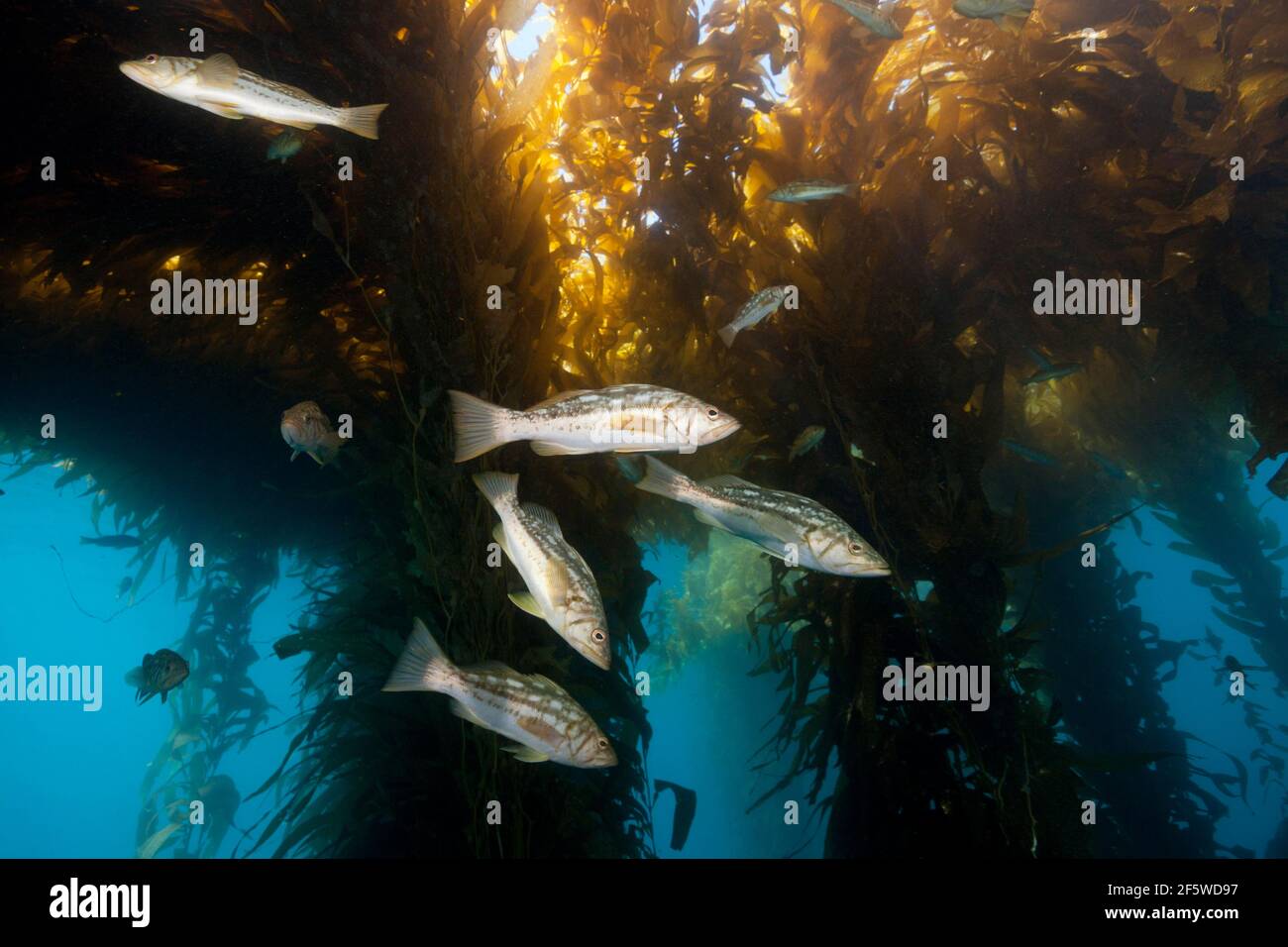 South bass island aquatic hi-res stock photography and images - Alamy