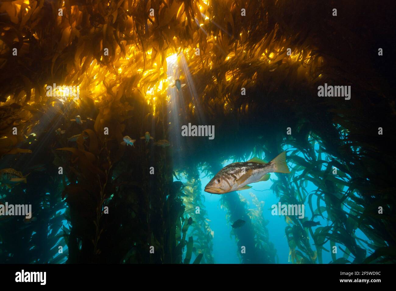Kelp perch in kelp forest (Paralabrax clathratus), San Benito Island ...