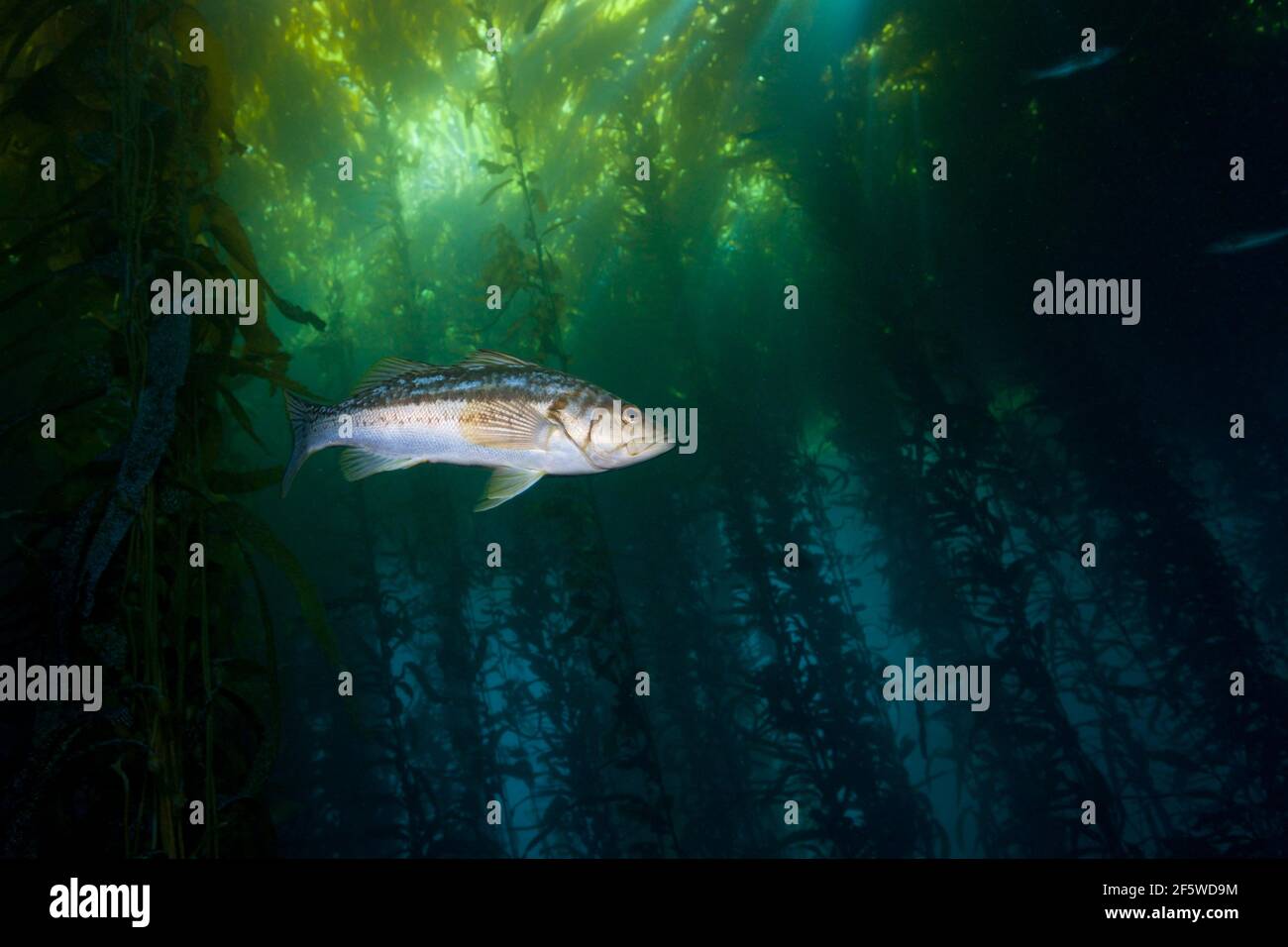 Kelp perch in kelp forest (Paralabrax clathratus), Cedros Island ...