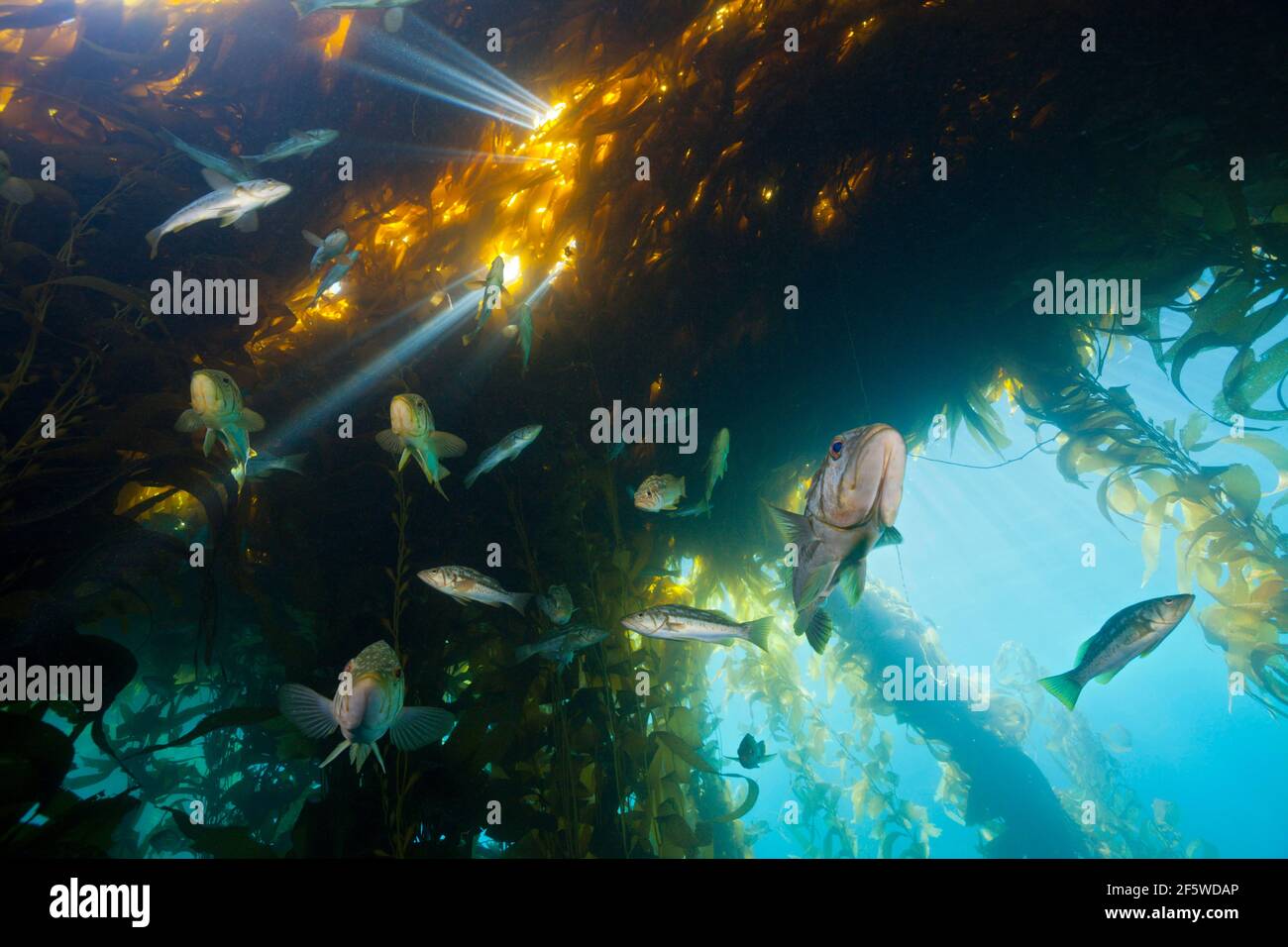 Kelp perch in kelp forest (Paralabrax clathratus), San Benito Island ...