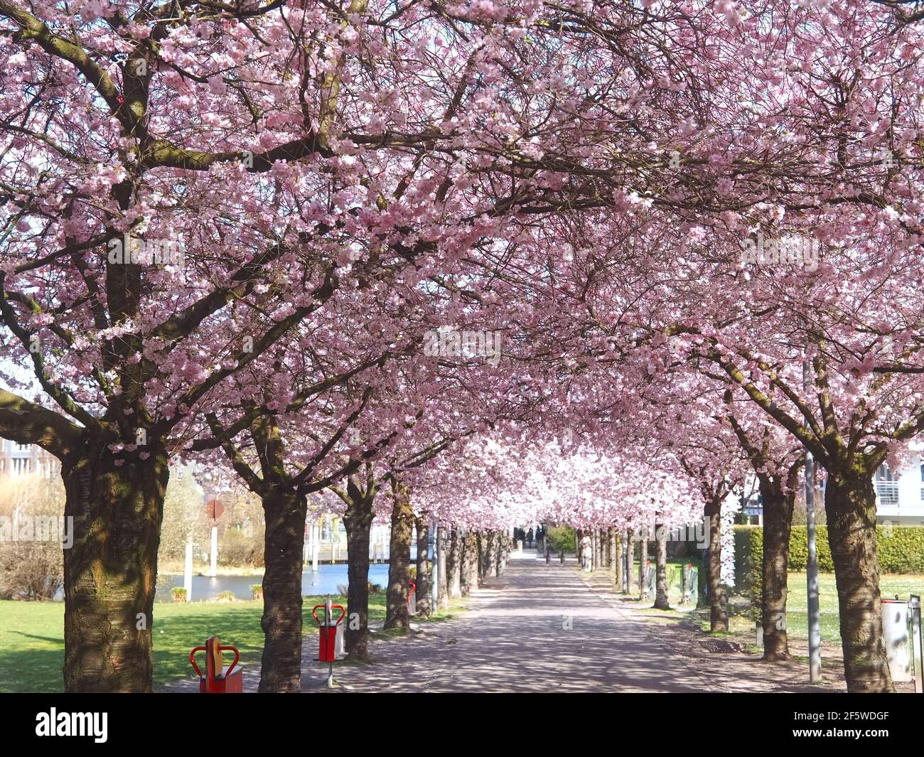 Avenue with cherry trees hi-res stock photography and images - Alamy