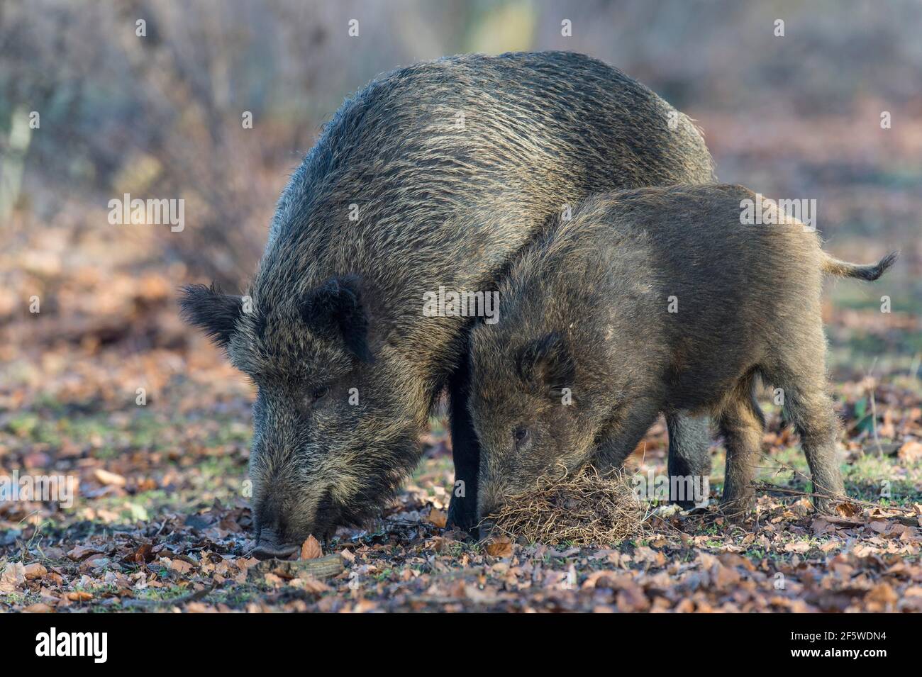 Adult female boar hi-res stock photography and images - Alamy