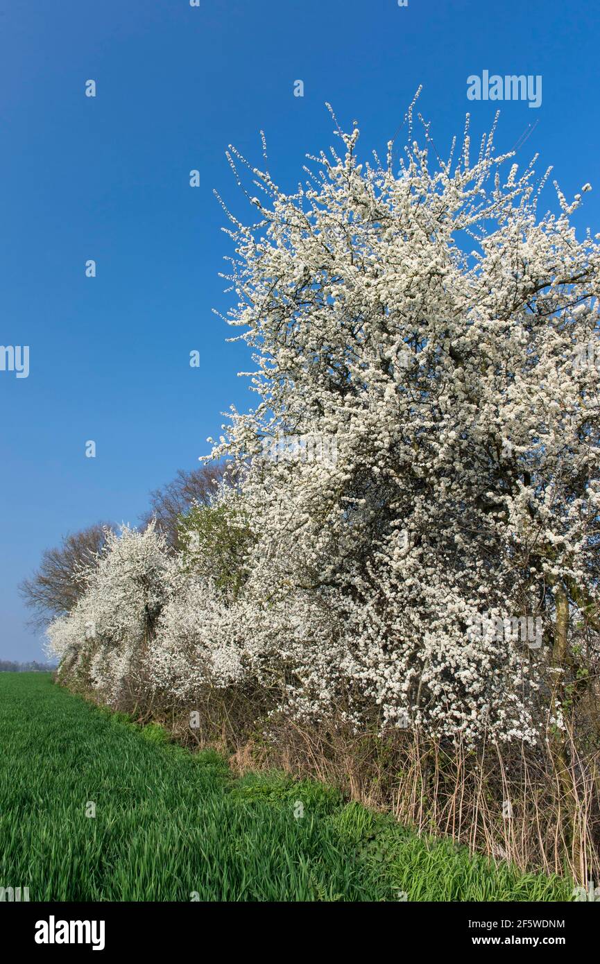 Flowering sloe hedge at the edge of the field, Bakum, Lower Saxony ...