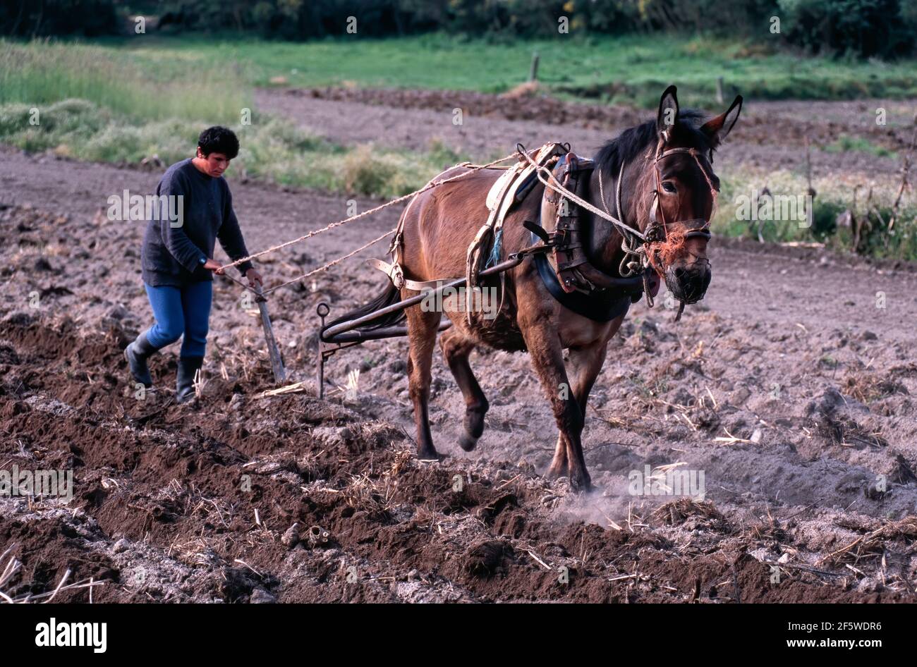 Woman Plowing High Resolution Stock Photography and Images - Alamy