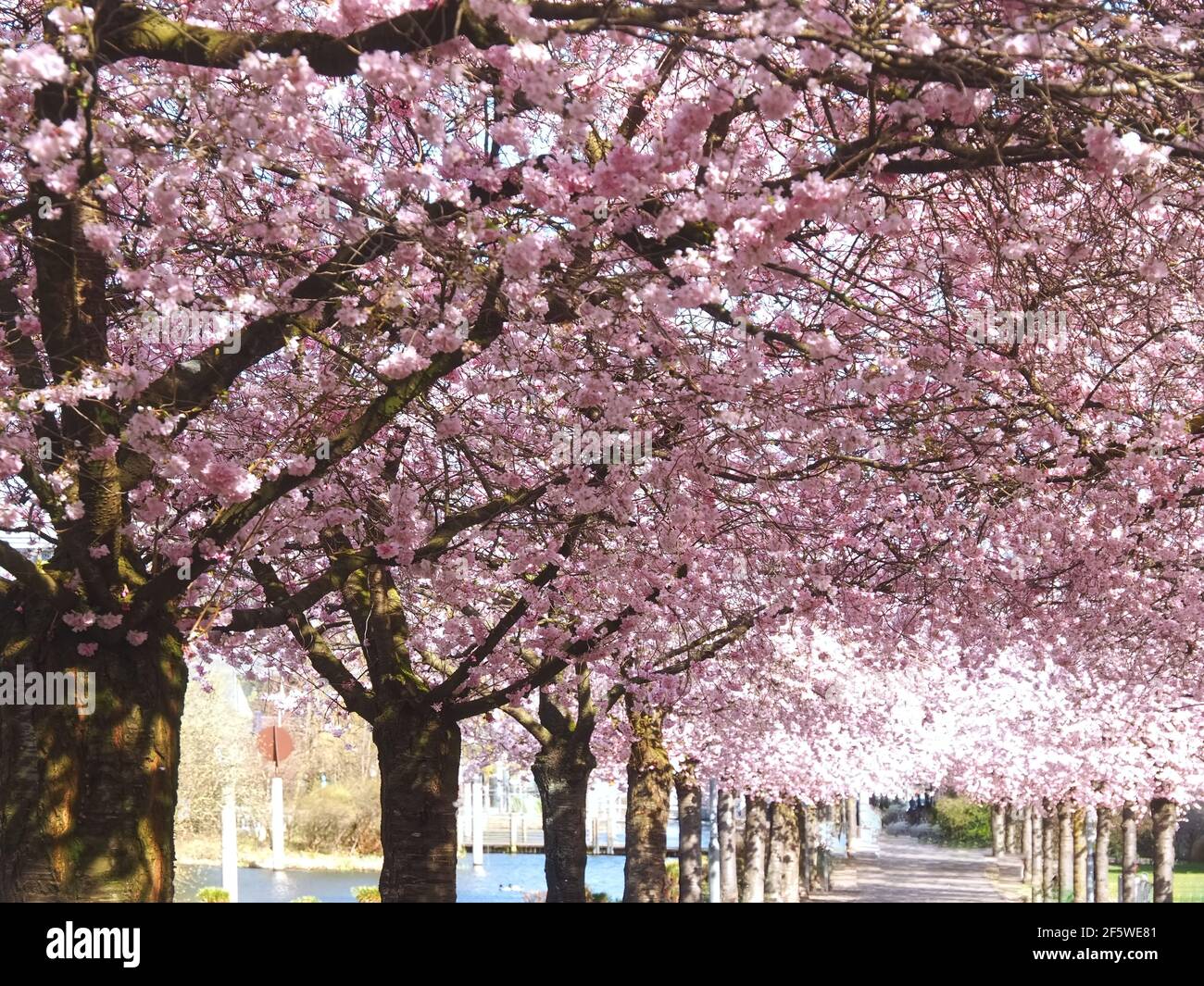Pink sakura trees hi-res stock photography and images - Alamy