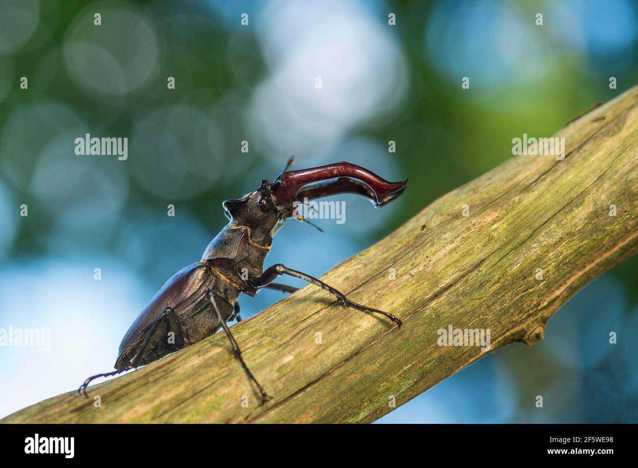 Stag beetle (Lucanus cervus) Lower Saxony, Germany Stock Photo - Alamy