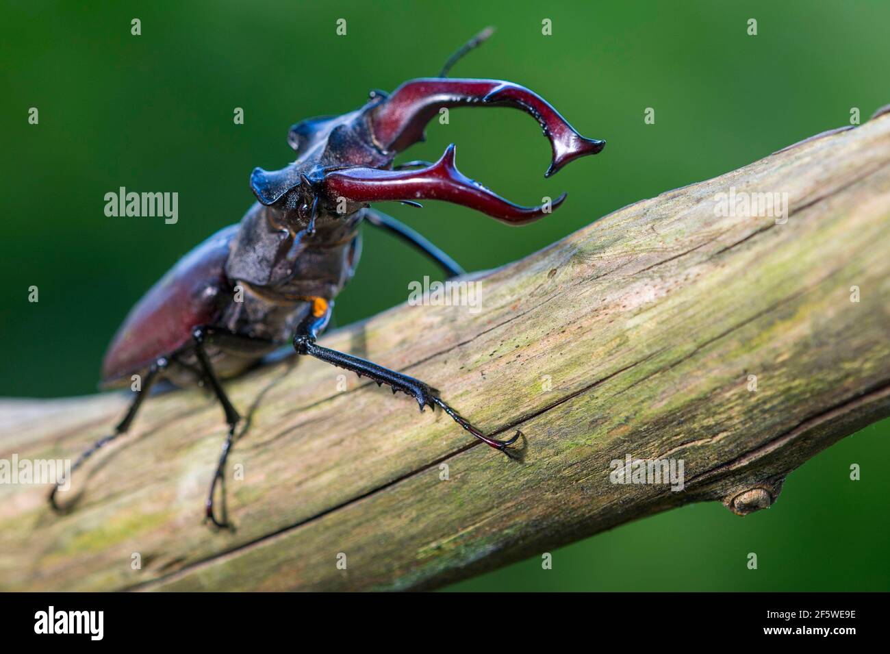 Stag beetle (Lucanus cervus) Lower Saxony, Germany Stock Photo - Alamy