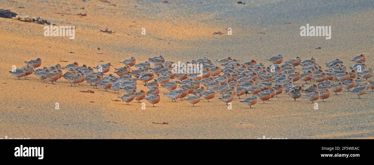 Icelandic red sandpiper migration hi-res stock photography and images ...
