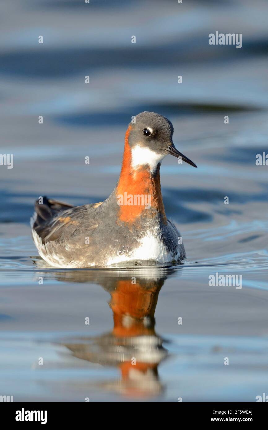 Red-necked Phalarope (Phalaropus lobatus), female, Myvatn, Iceland ...