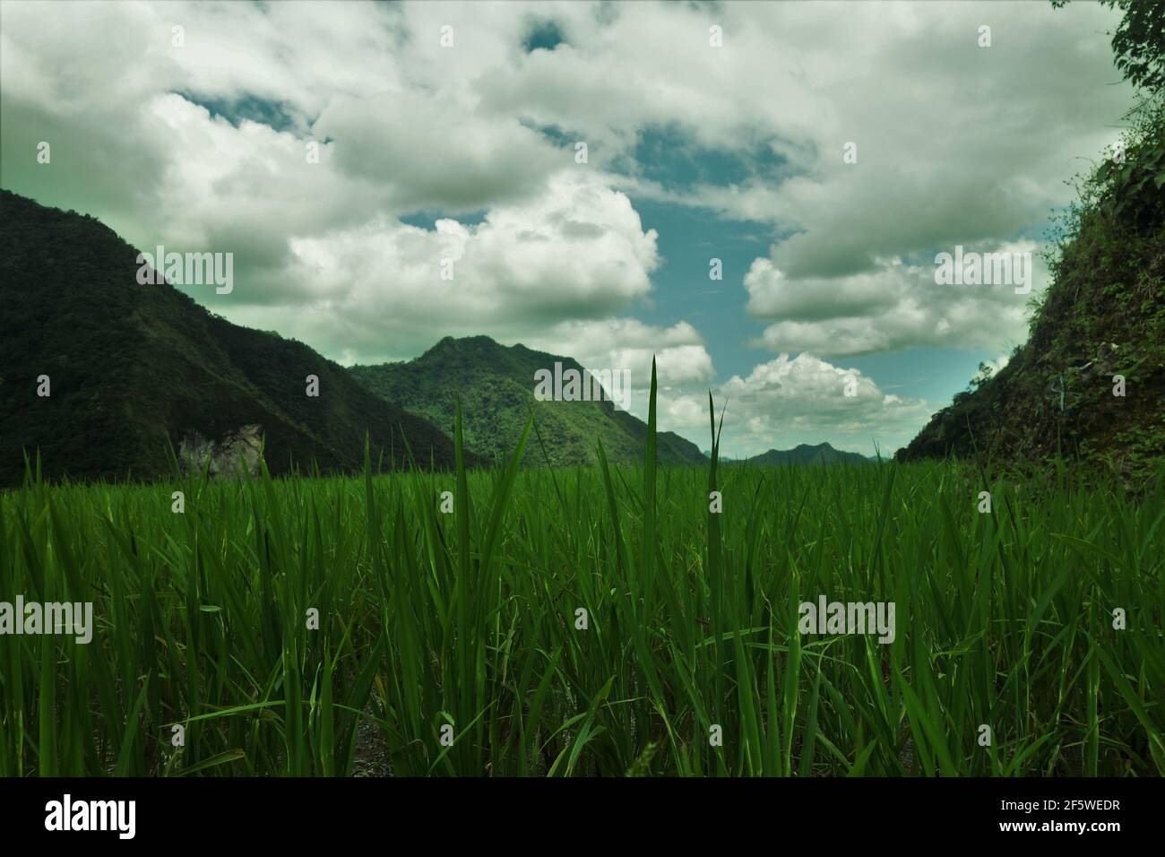 Ground level vista of the Batad terraces in Luzon, Philippines Stock ...