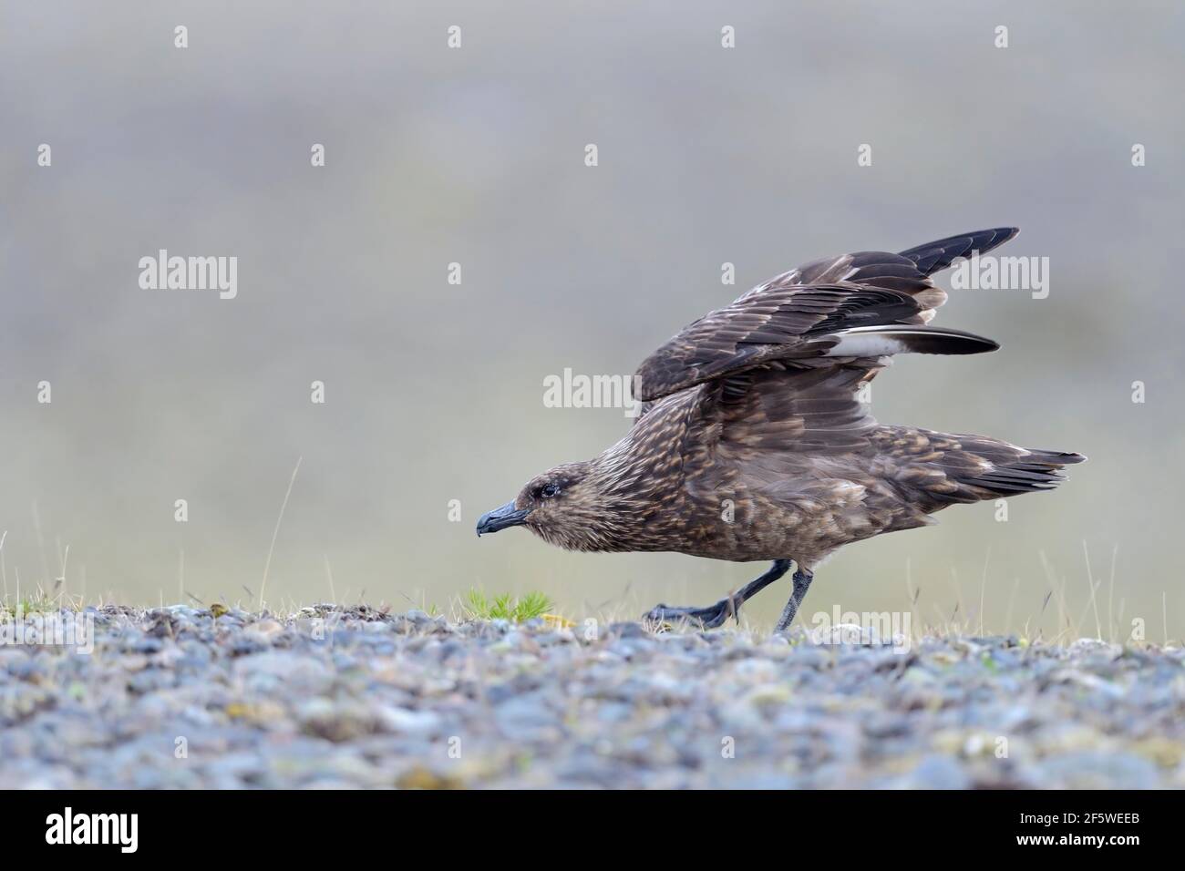Side view great skua hi-res stock photography and images - Alamy