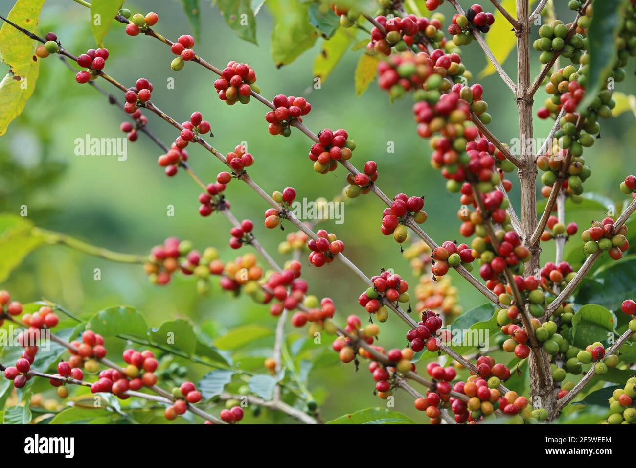 Coffee (Coffea), on the bush, Tanzania Stock Photo - Alamy