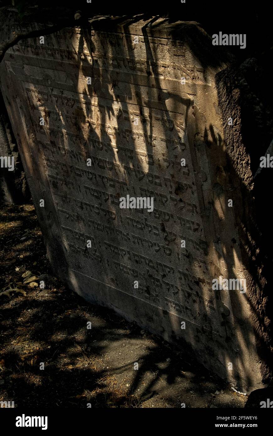 Sunlight filtering through a dense leaf canopy casts jagged shadows ...