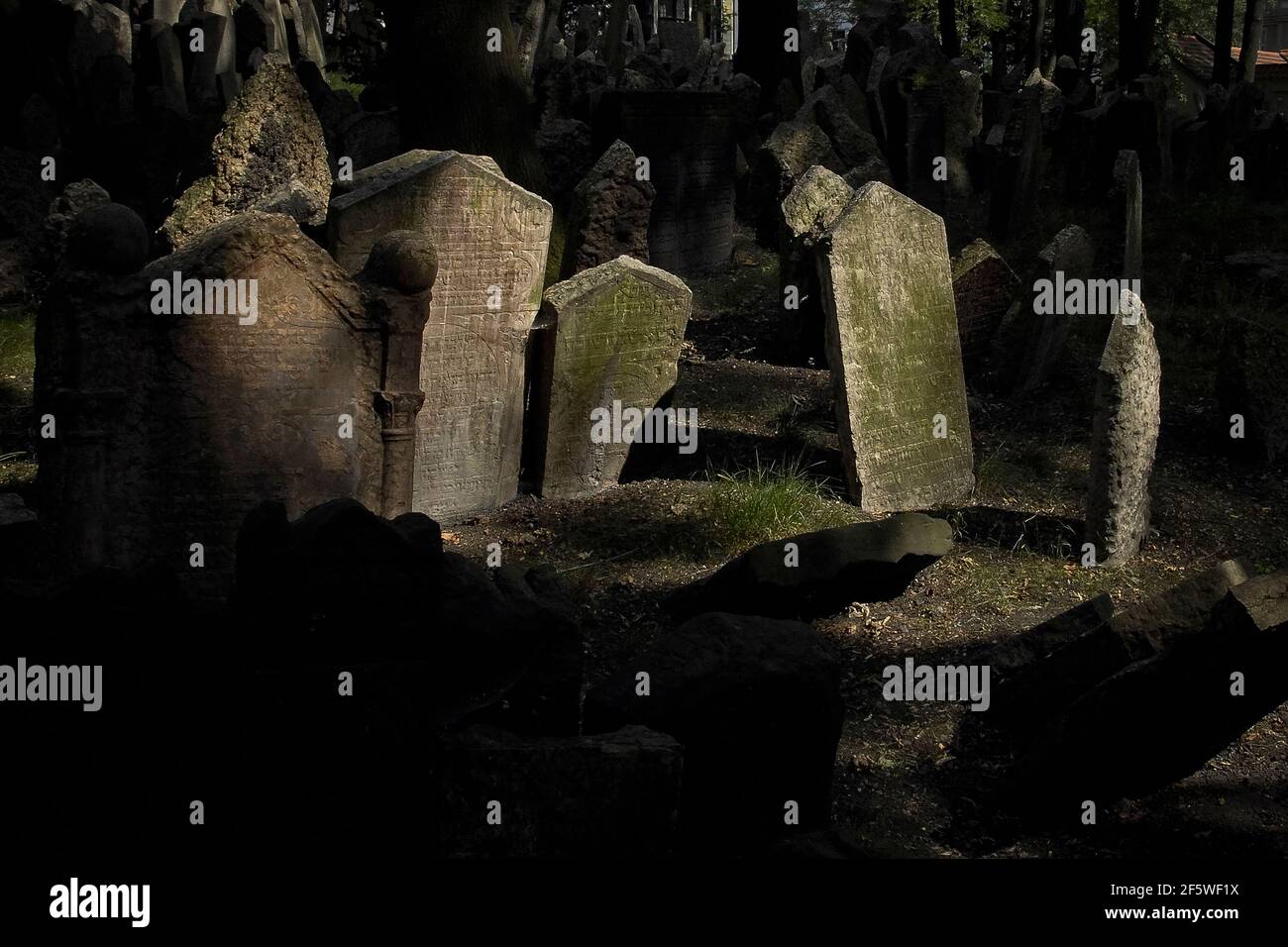 Sunlight filtering through a thick leaf canopy illuminates a cluster of ...