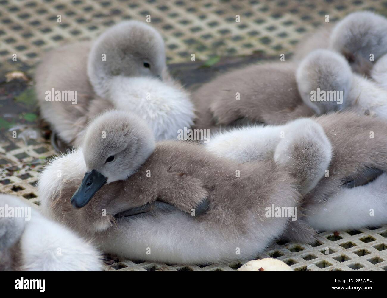 Cygnus olor - mute swan cygnets Stock Photo - Alamy