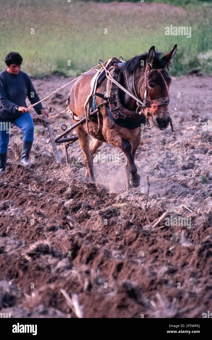 Woman Plowing High Resolution Stock Photography and Images - Alamy