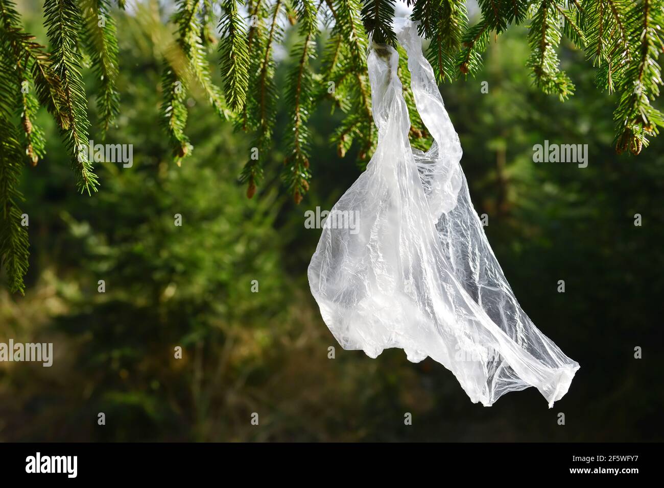 Plastic bag hanging on branch of spruce tree. Pollution garbage in ...