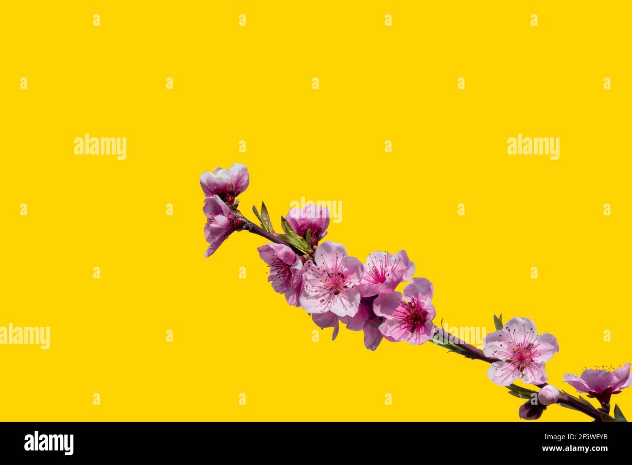 Beautiful pink blossoming peach flowers hi-res stock photography and ...