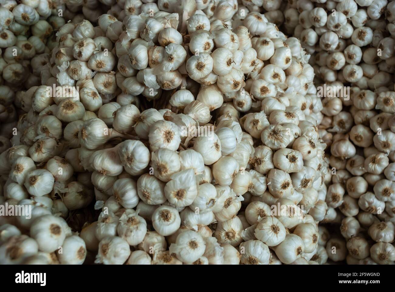 Close up shot of huge harvest of garlic on display in a public market ...